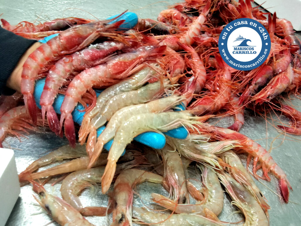 Gamba Roja de Huelva o Alistado Grande 500gr - Mariscos de Huelva a ...