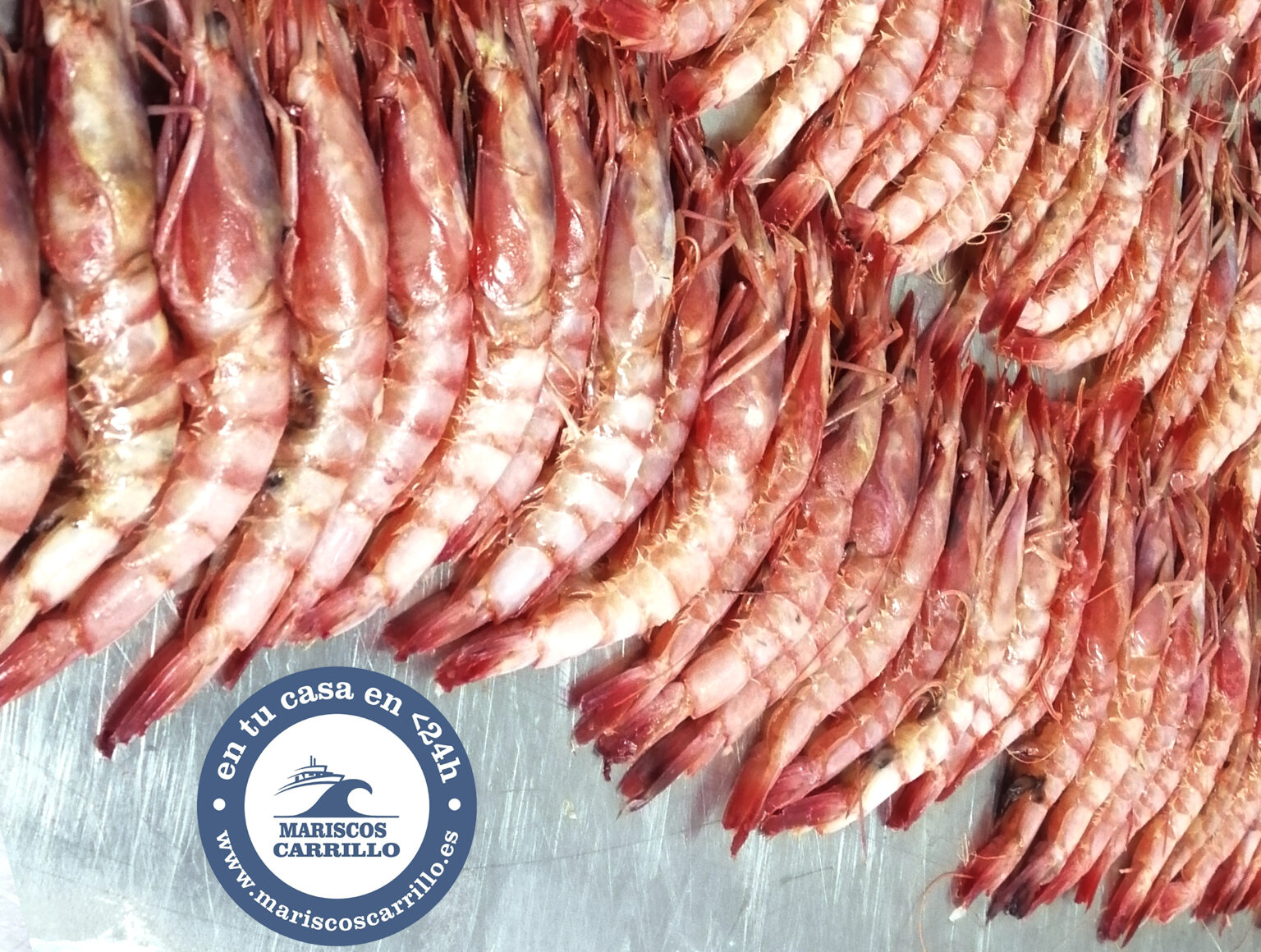 Gamba Roja de Huelva o Alistado Grande 500gr - Mariscos de Huelva a ...